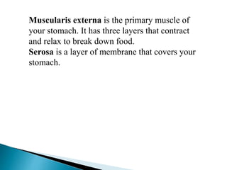 STOMACH. Anatomy and physiology. PPT pptx | PPTX