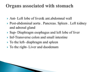 STOMACH. Anatomy and physiology. PPT pptx | PPTX