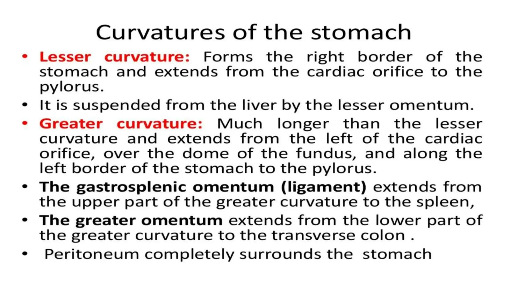 STOMACH.pptx for human anatomy study 1st prof mbbs study | PPT