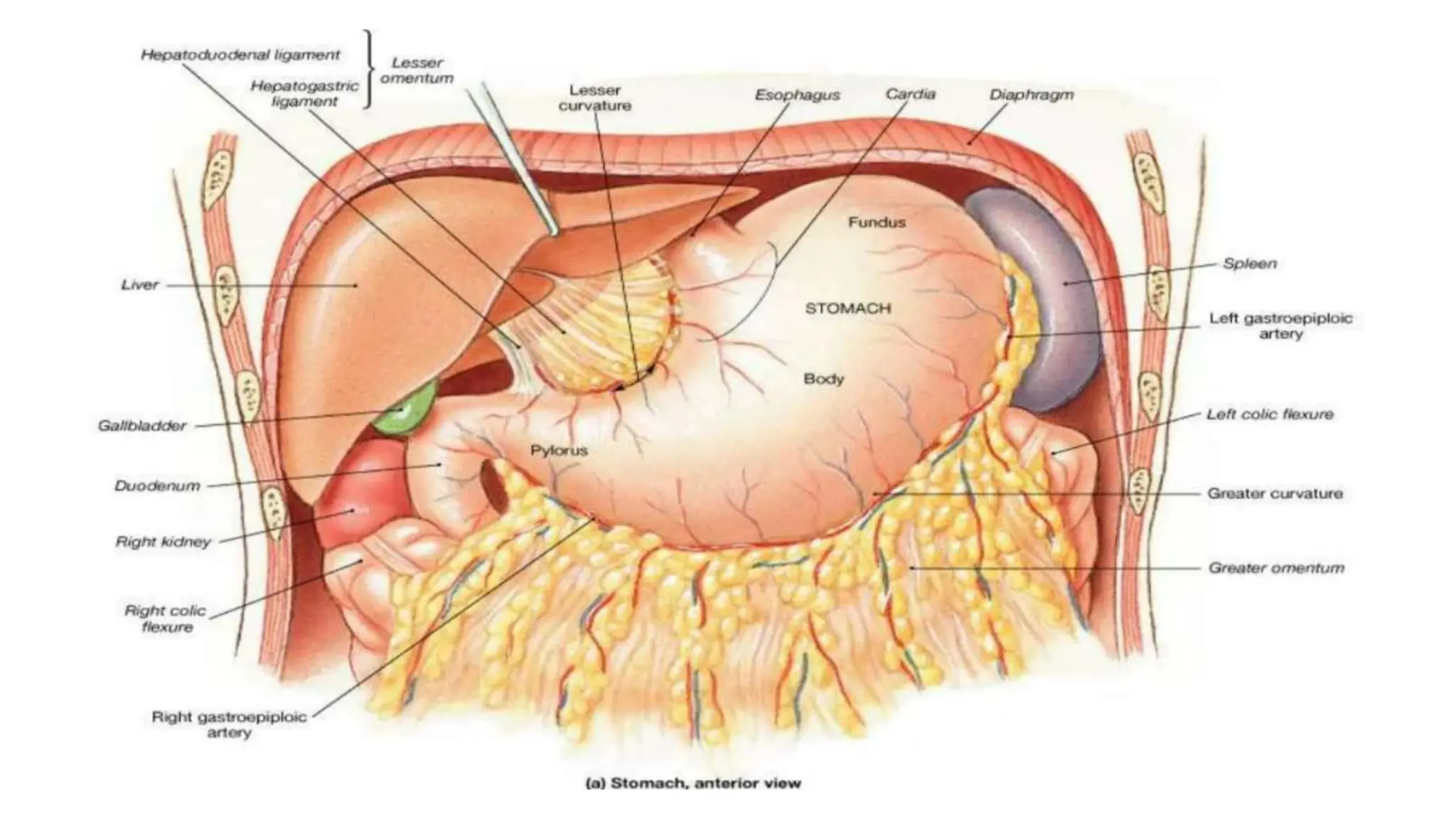 STOMACH.pptx for human anatomy study 1st prof mbbs study | PPT