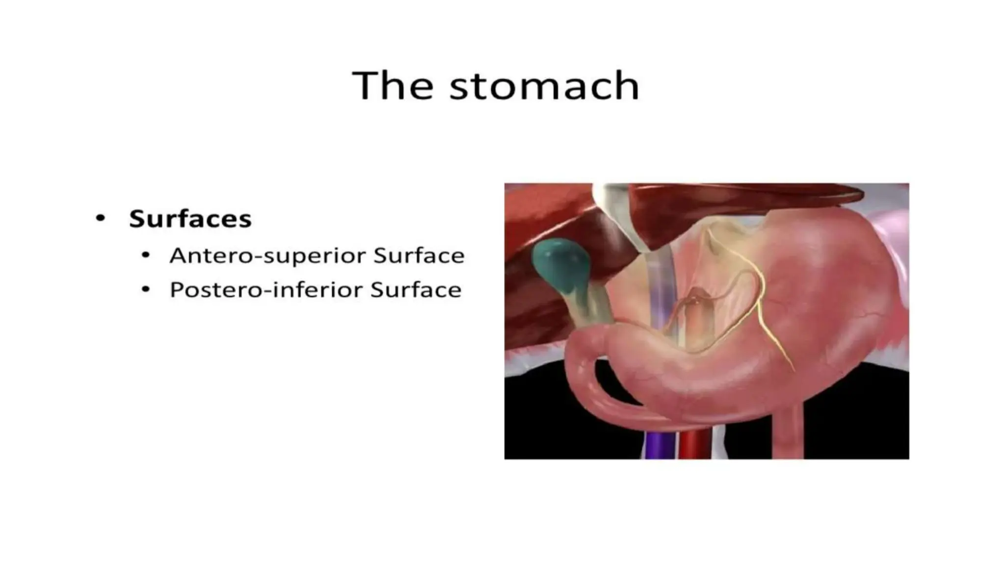 STOMACH.pptx for human anatomy study 1st prof mbbs study | PPT