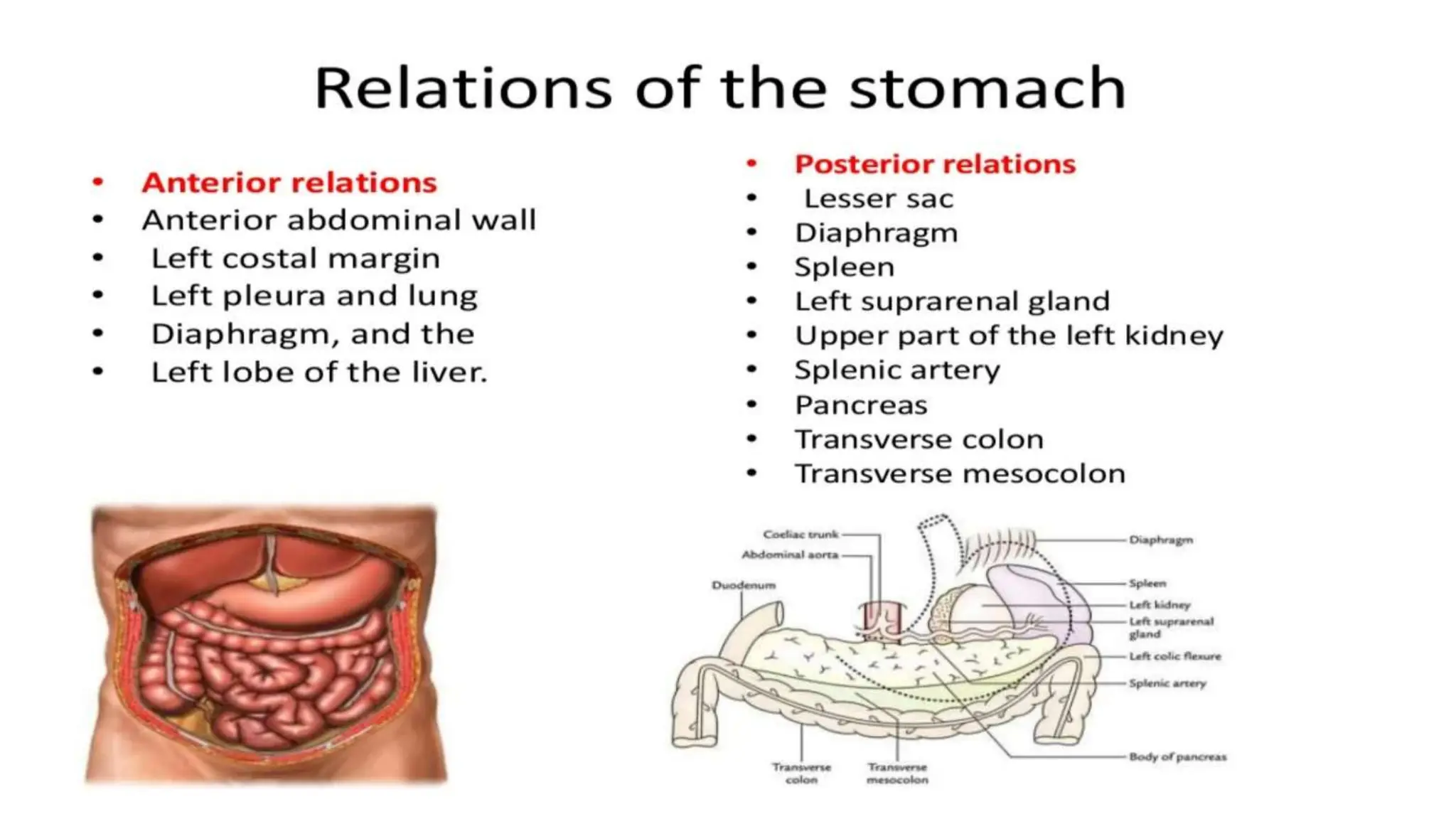 STOMACH.pptx for human anatomy study 1st prof mbbs study | PPT