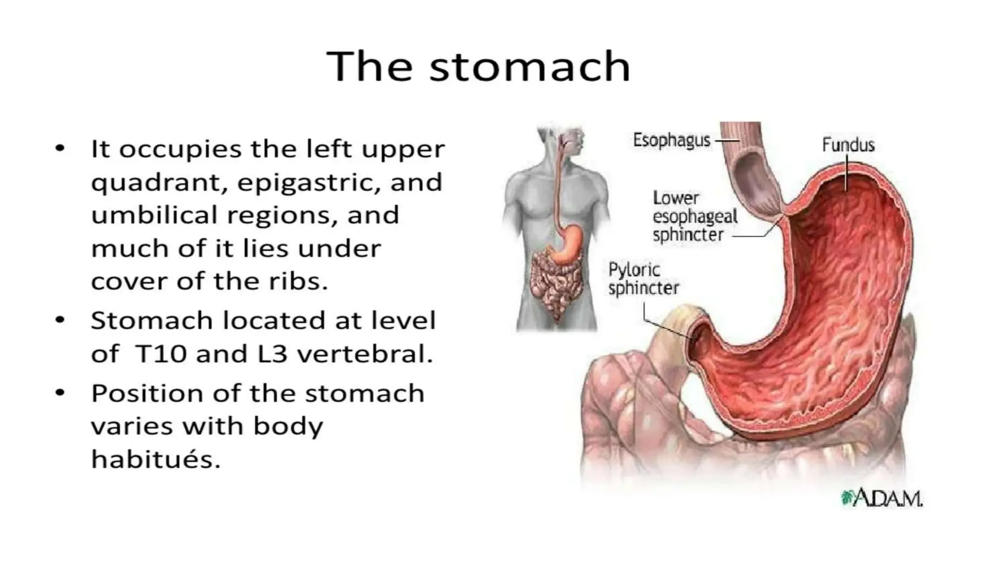 STOMACH.pptx for human anatomy study 1st prof mbbs study | PPT