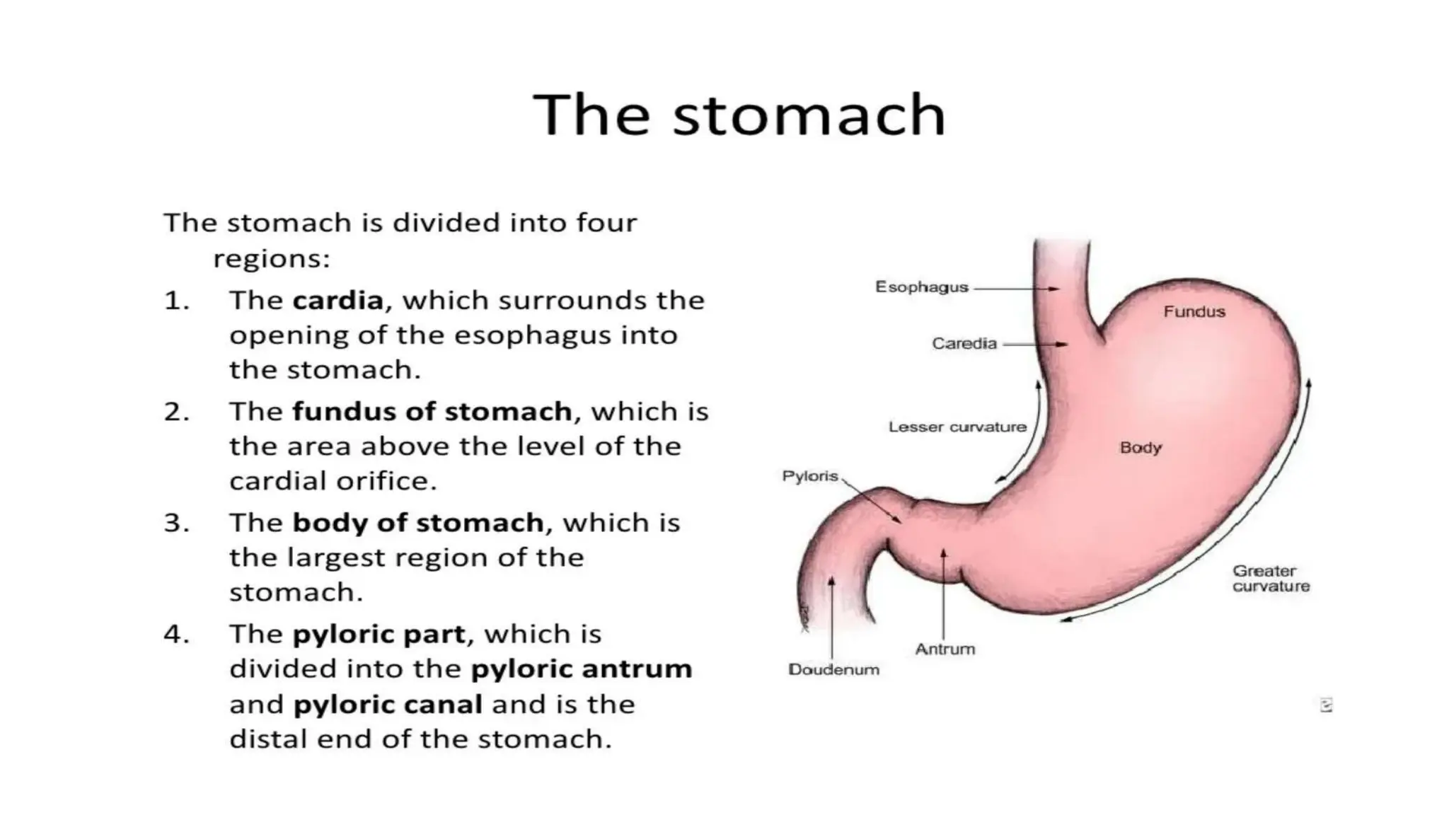 STOMACH.pptx for human anatomy study 1st prof mbbs study | PPT