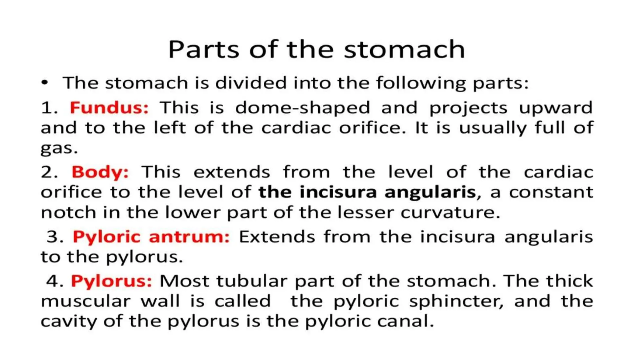 STOMACH.pptx for human anatomy study 1st prof mbbs study | PPT