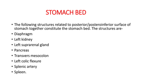 STOMACH.pptx for human anatomy study 1st prof mbbs study | PPT