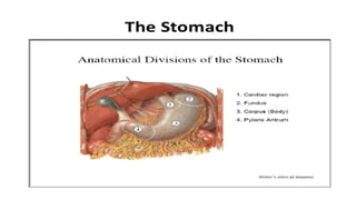 STOMACH.pptx for human anatomy study 1st prof mbbs study | PPT