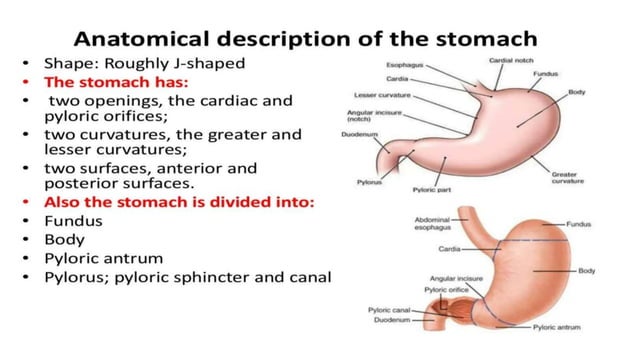 STOMACH.pptx for human anatomy study 1st prof mbbs study | PPT