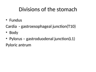 anatomy and physiology of the stomach for graduate students | PPT