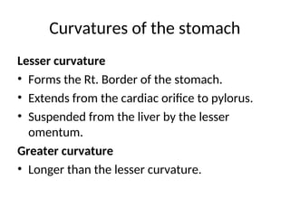 anatomy and physiology of the stomach for graduate students | PPT