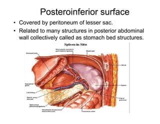 Stomach gross anatomy of stomach ppt .pdf