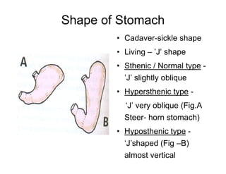 Stomach gross anatomy of stomach ppt .pdf
