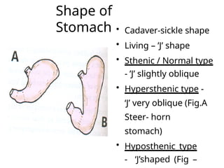 Stomach.pptx anatomy of stomach PowerPoint | PPTX