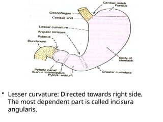 Stomach.pptx anatomy of stomach PowerPoint | PPTX