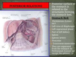 STOMACH // ABDOMEN AND PELVIS// GROSS ANATOMY | PPT