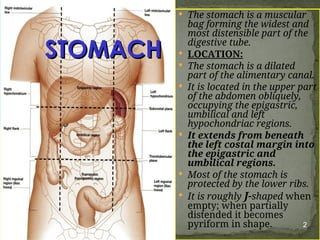 STOMACH // ABDOMEN AND PELVIS// GROSS ANATOMY | PPT