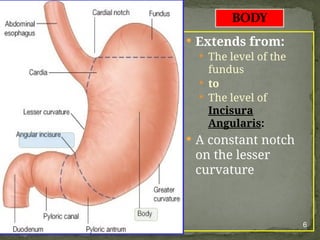 STOMACH // ABDOMEN AND PELVIS// GROSS ANATOMY | PPT