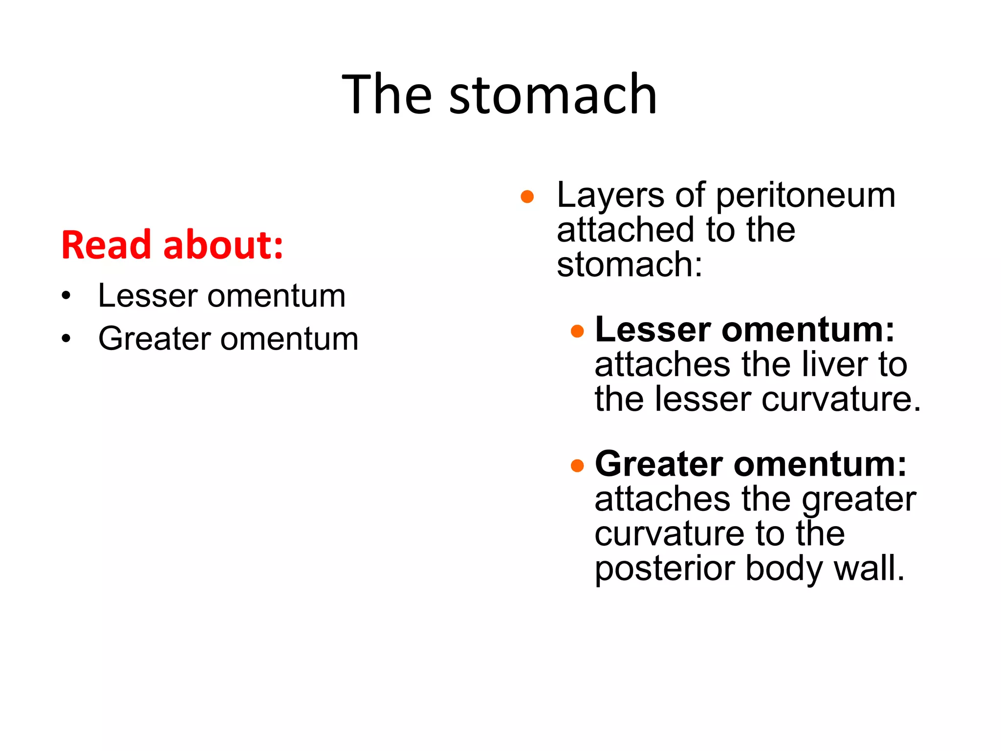 Stomach anatomy | PPTX
