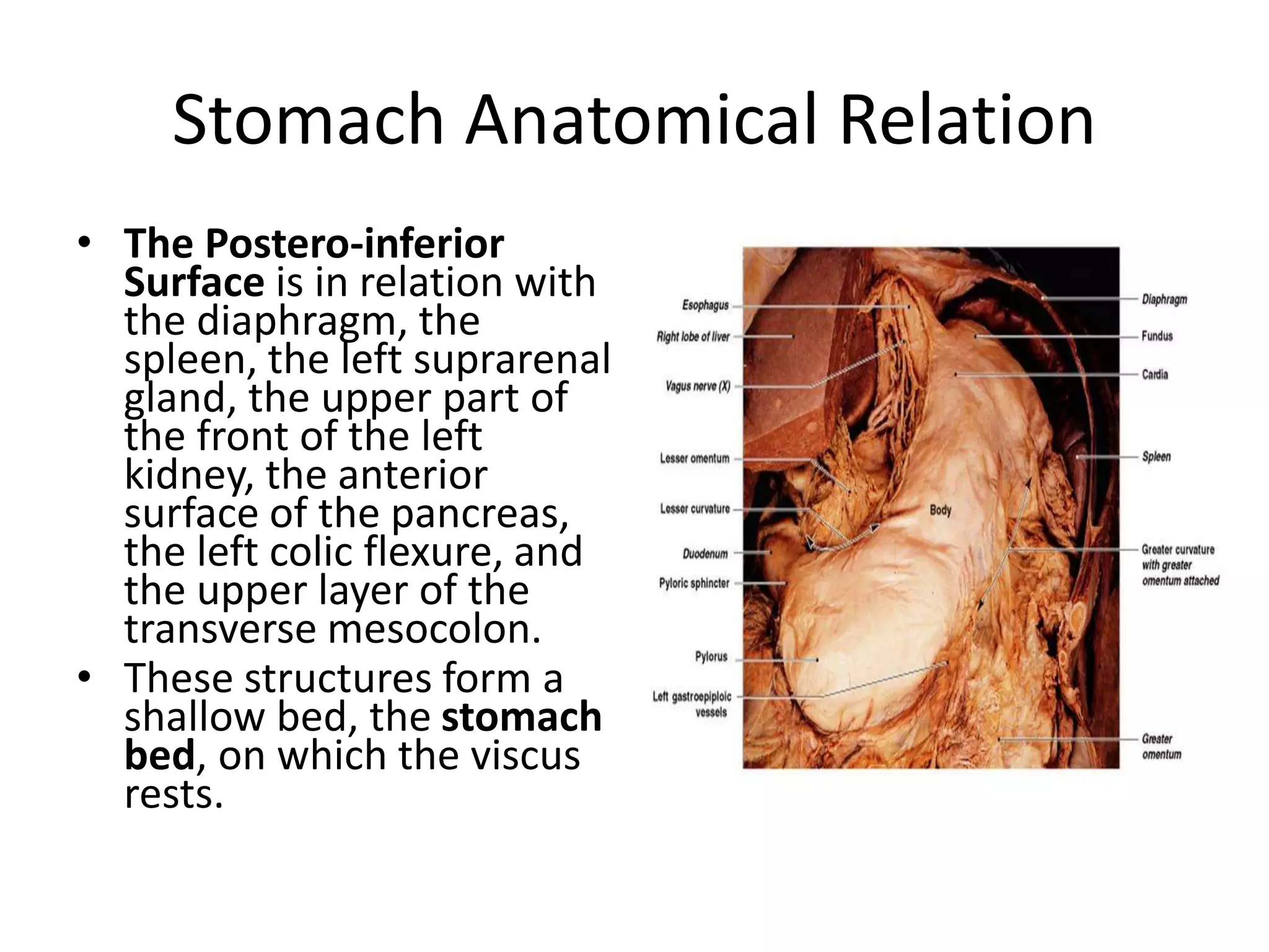 Stomach anatomy | PPTX