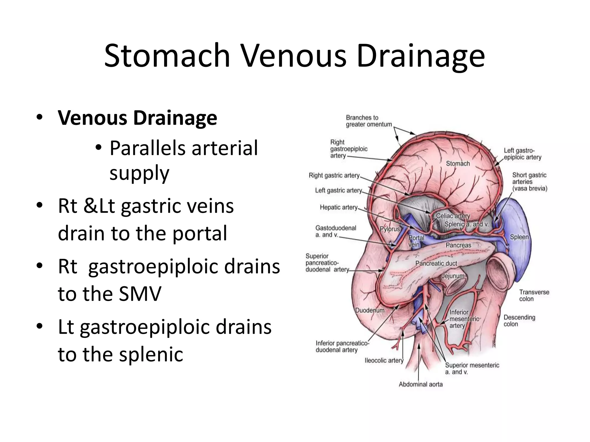 Stomach anatomy | PPTX