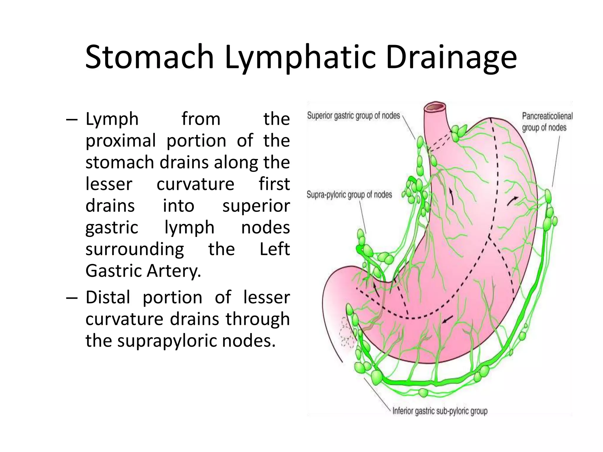 Stomach anatomy | PPTX