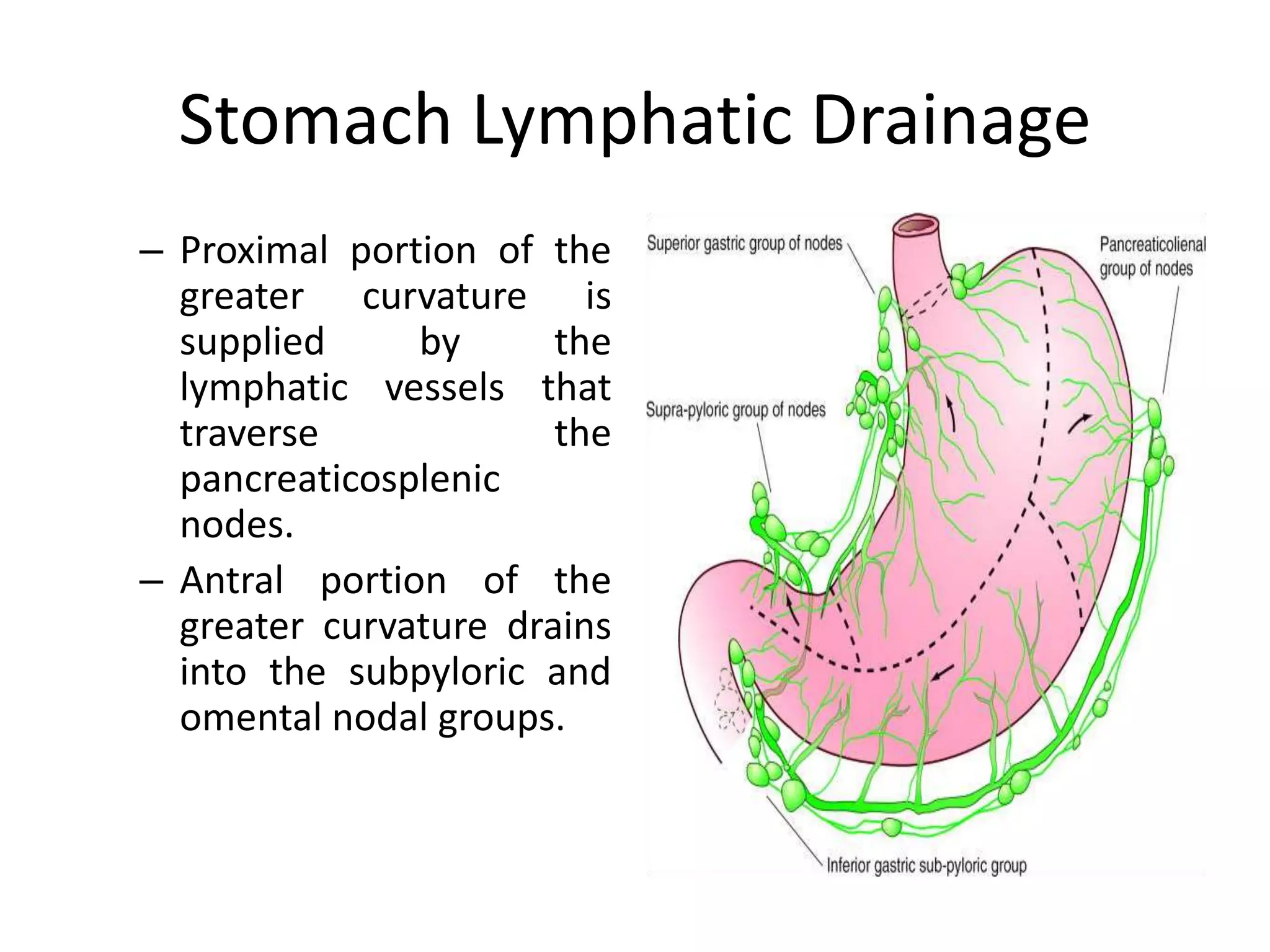 Stomach anatomy | PPTX