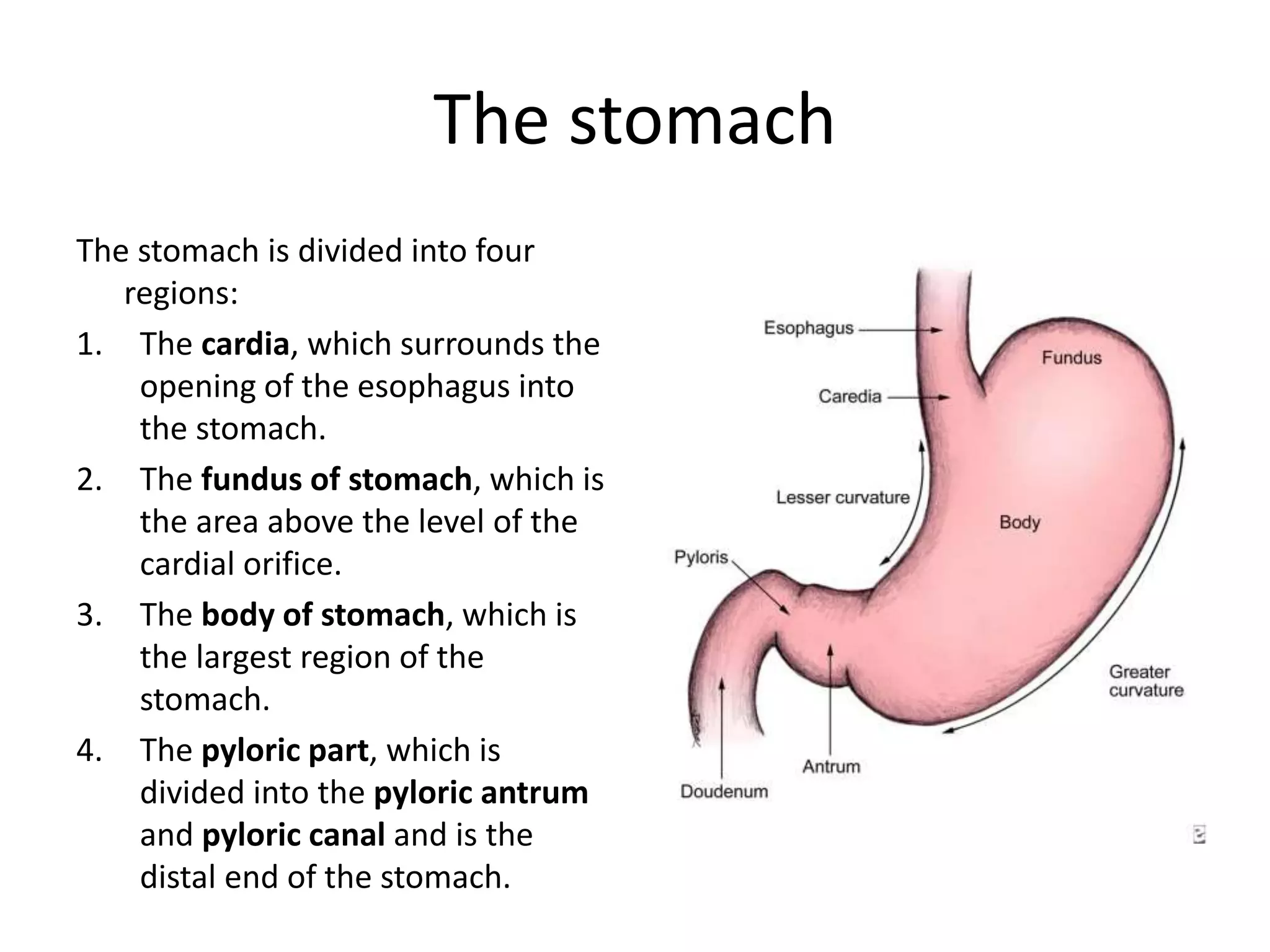 Stomach anatomy | PPTX