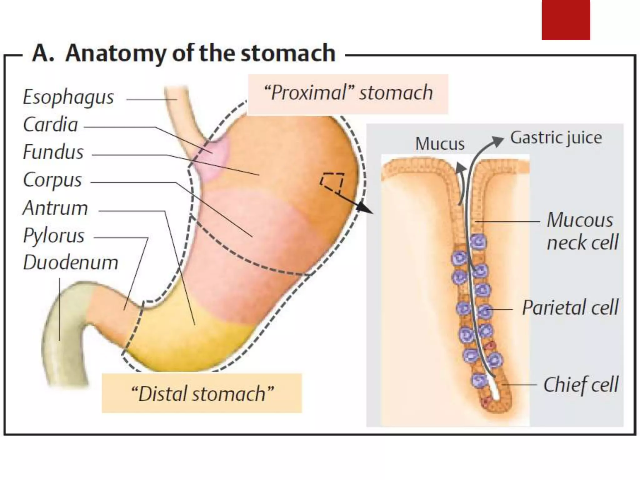 Stomach | PPTX
