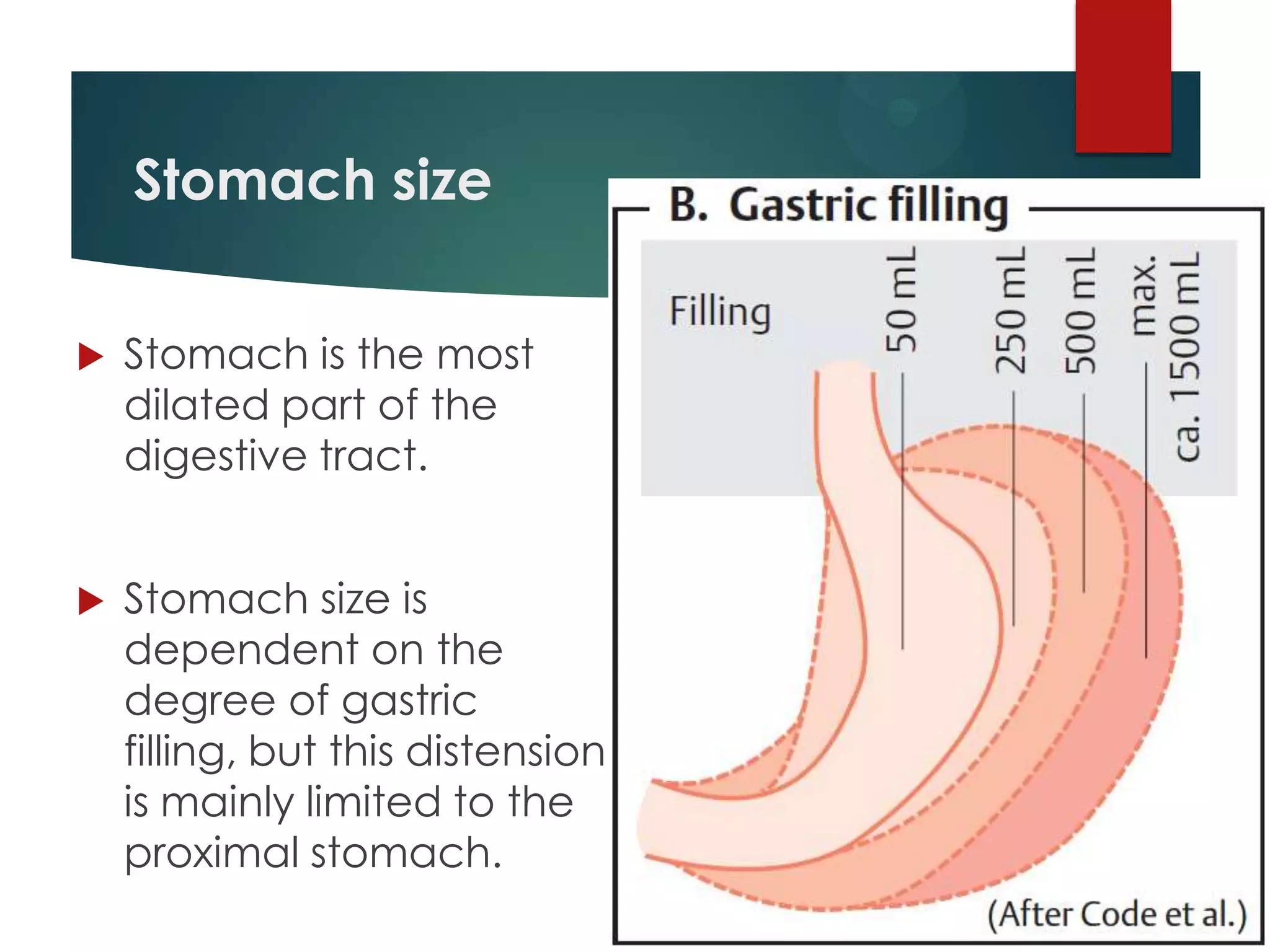 Stomach | PPTX