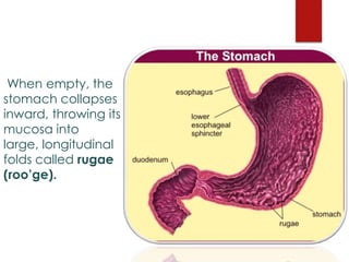 Stomach | PPTX