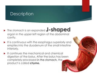 Stomach | PPT