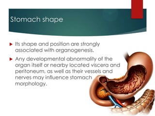 Stomach | PPTX