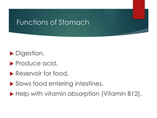 Stomach | PPT