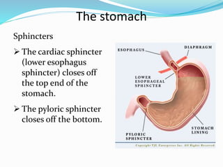 Cardiac Sphincter And Lower Esophageal Sphincter