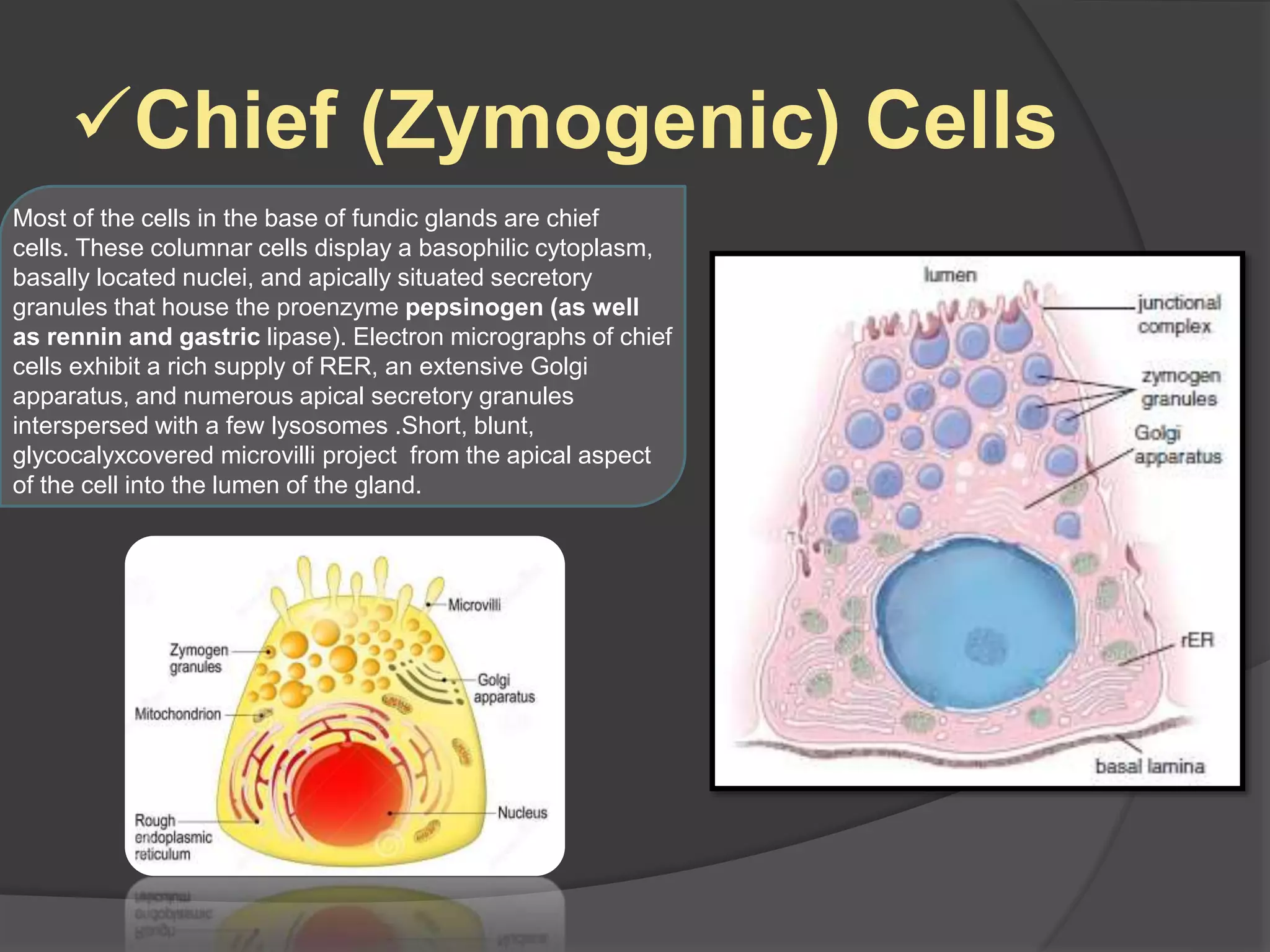 Stomach anatomy and histology | PPTX