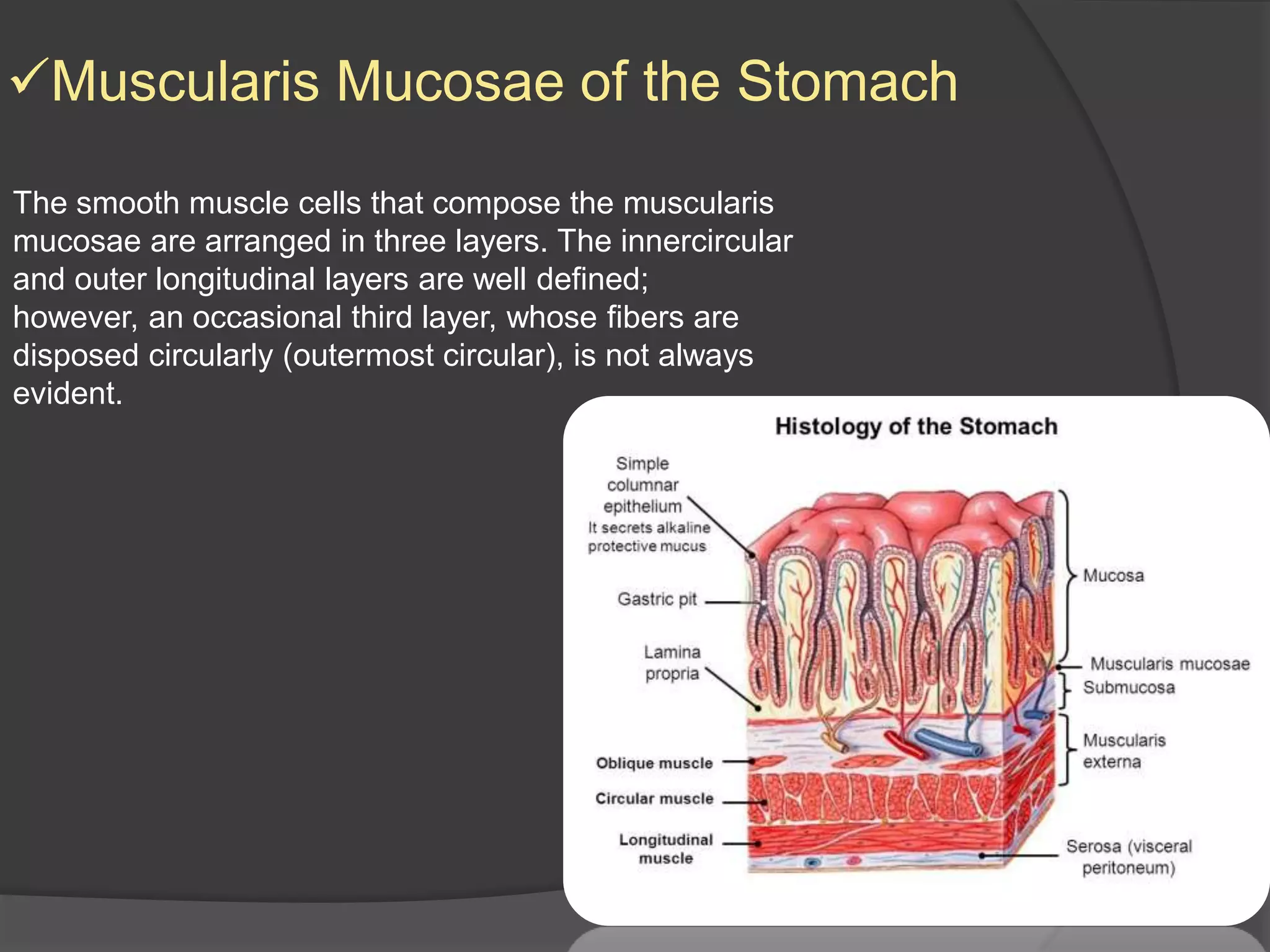 Stomach anatomy and histology | PPTX