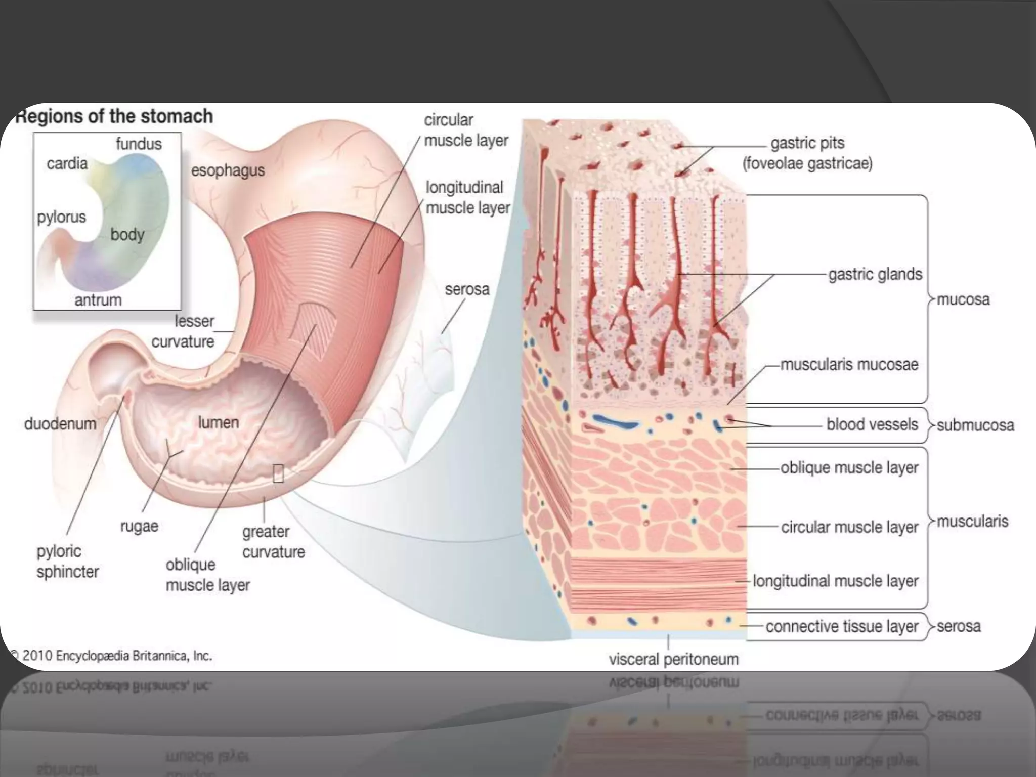 Stomach anatomy and histology | PPTX