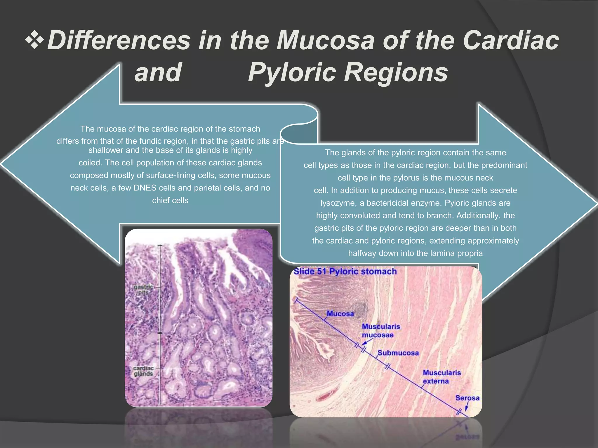 Stomach anatomy and histology | PPTX