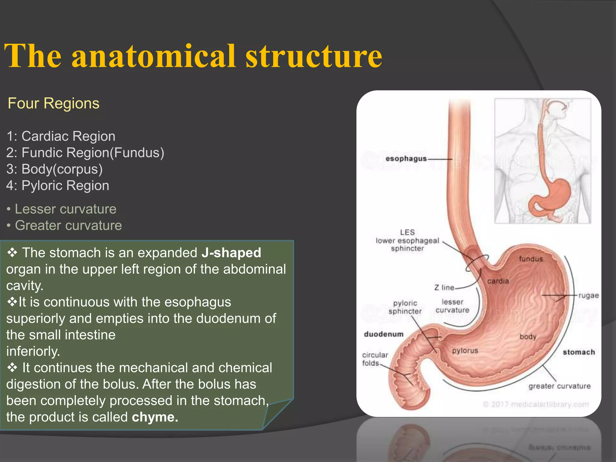 Stomach anatomy and histology | PPT