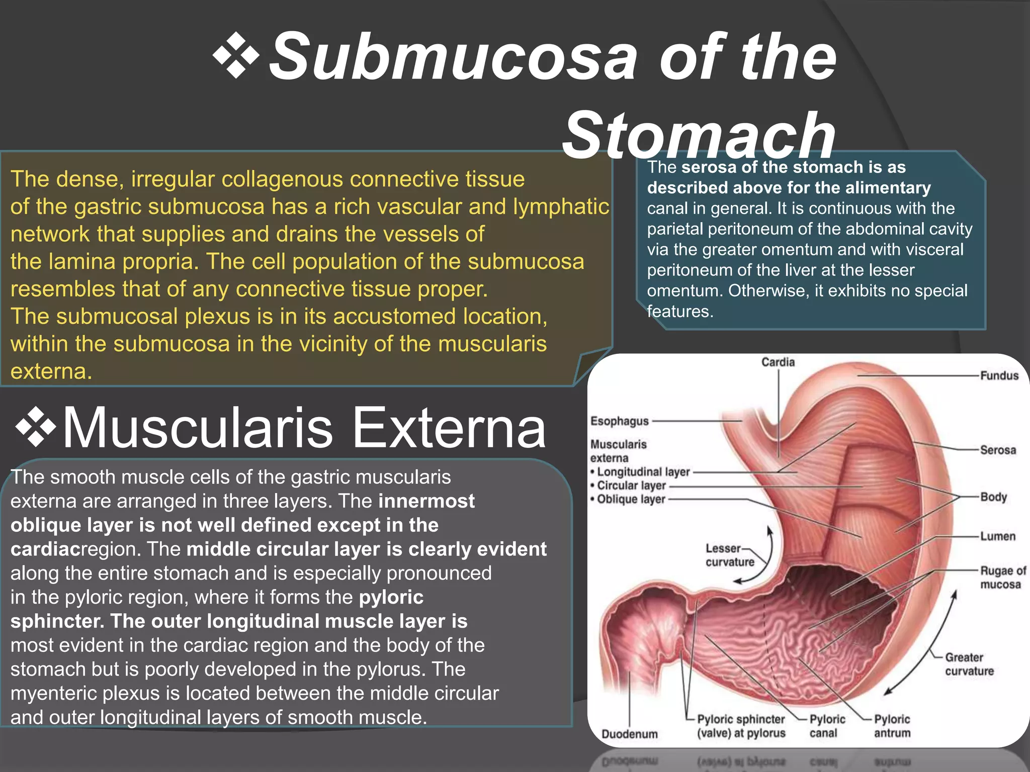Stomach anatomy and histology | PPTX