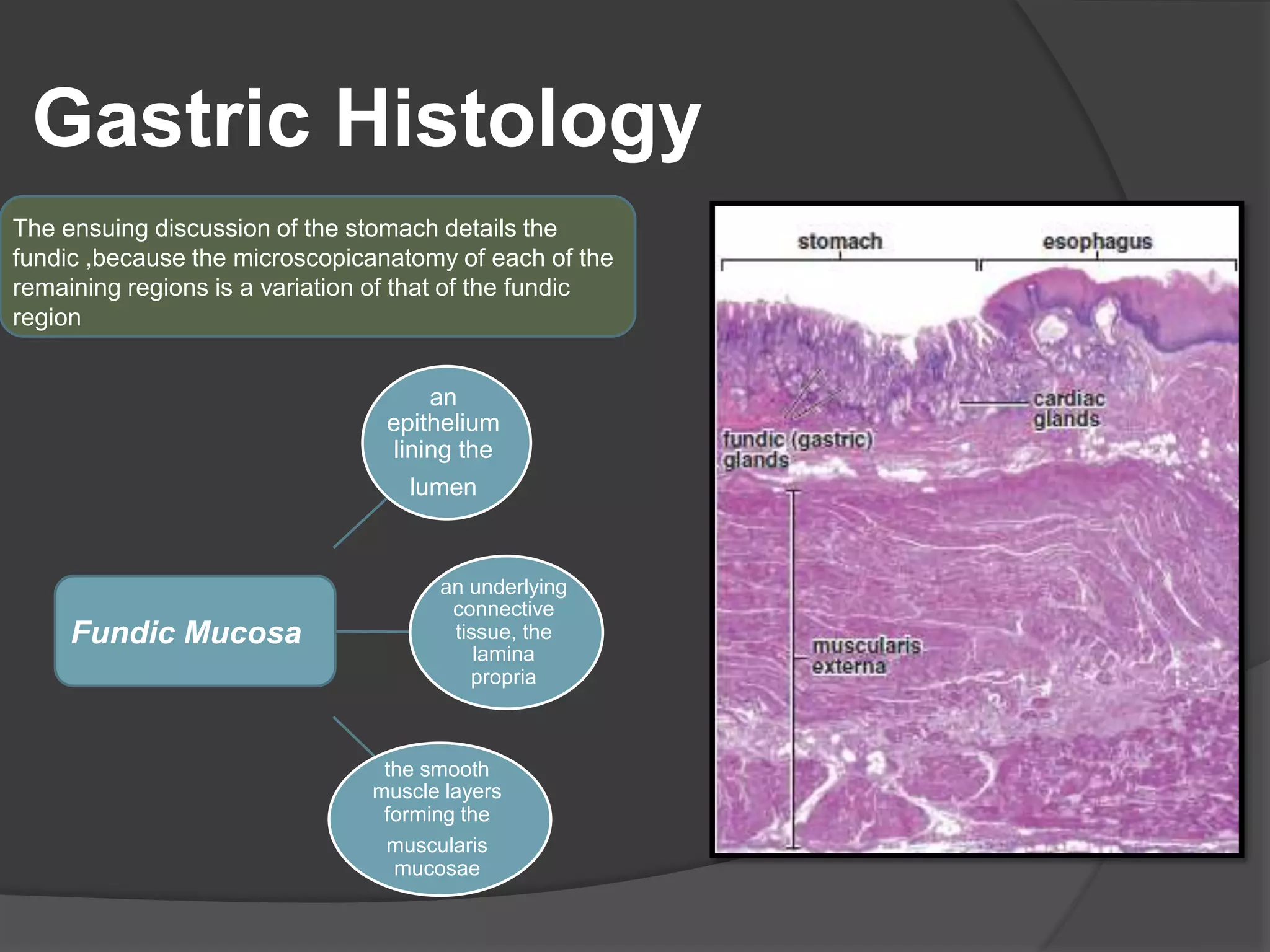 Stomach anatomy and histology | PPTX