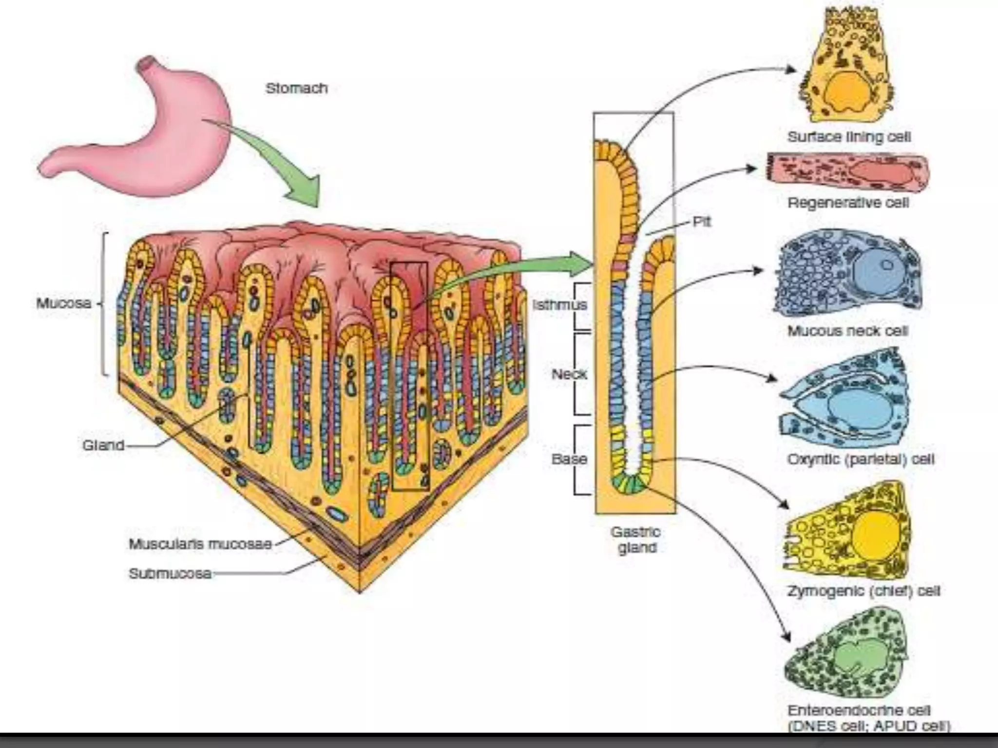 Stomach anatomy and histology | PPTX