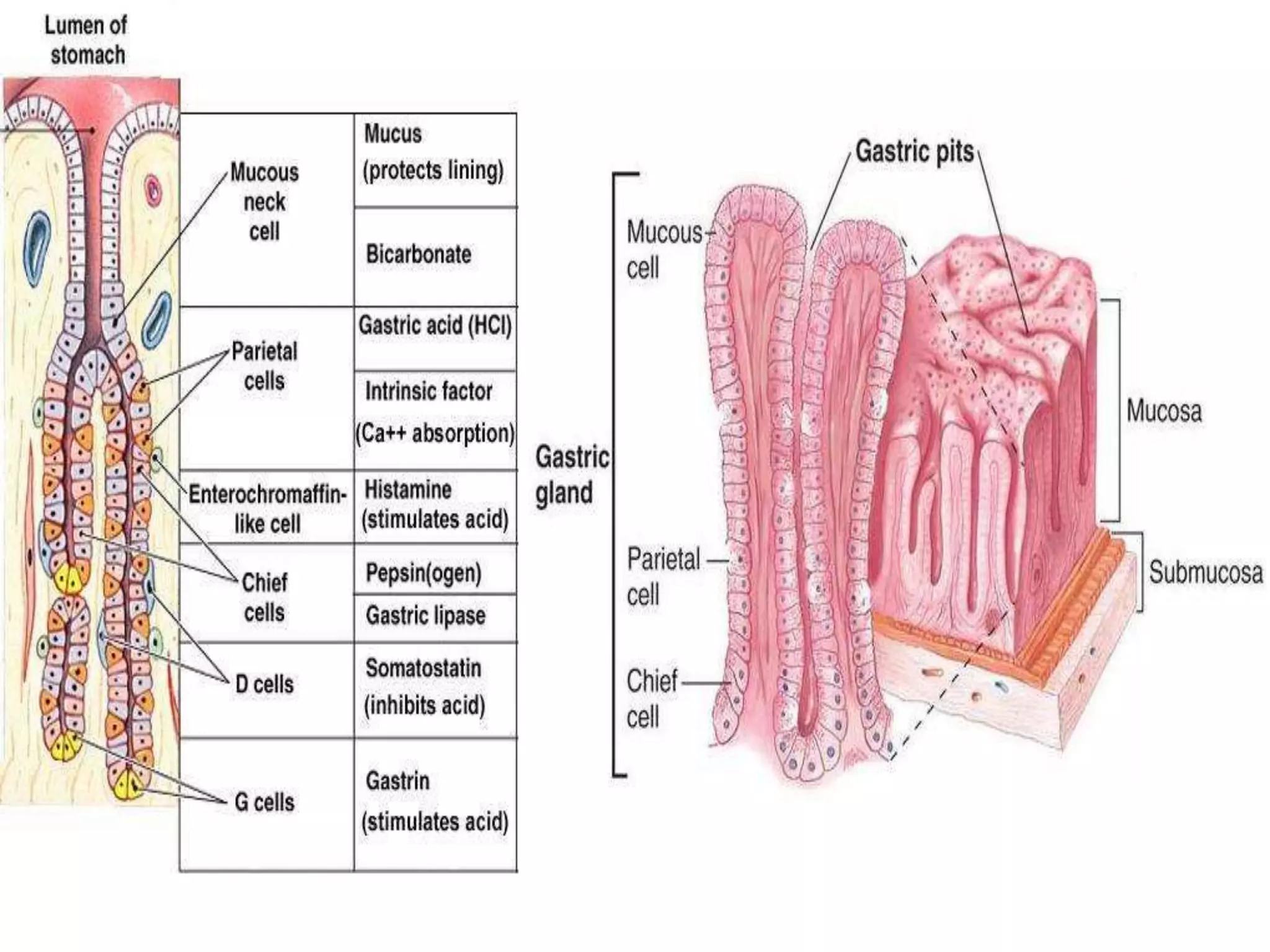 Stomach anatomy and histology | PPTX