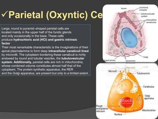 Stomach anatomy and histology | PPTX