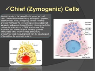 Stomach anatomy and histology | PPTX