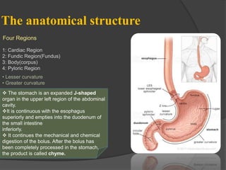 Stomach anatomy and histology | PPTX