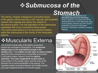 Stomach anatomy and histology | PPTX