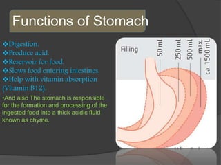 Stomach anatomy and histology | PPTX