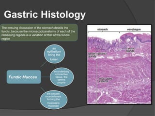 Stomach anatomy and histology | PPTX