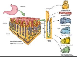 Stomach anatomy and histology | PPTX